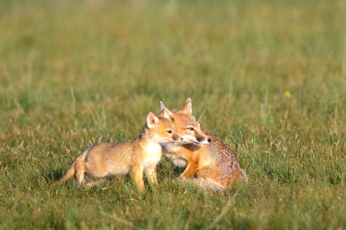 Endangered Species Day A Time To Recognize Nature s Impact Outdoors endangered-species-day-a-time-to-recognize-nature-s-impact-outdoors
