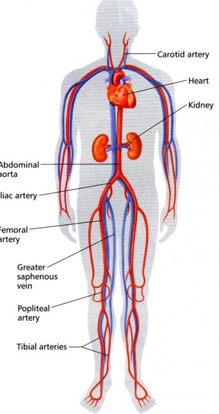 Get A Leg Up On PAD And Save Your Life Health Medicine And Fitness 