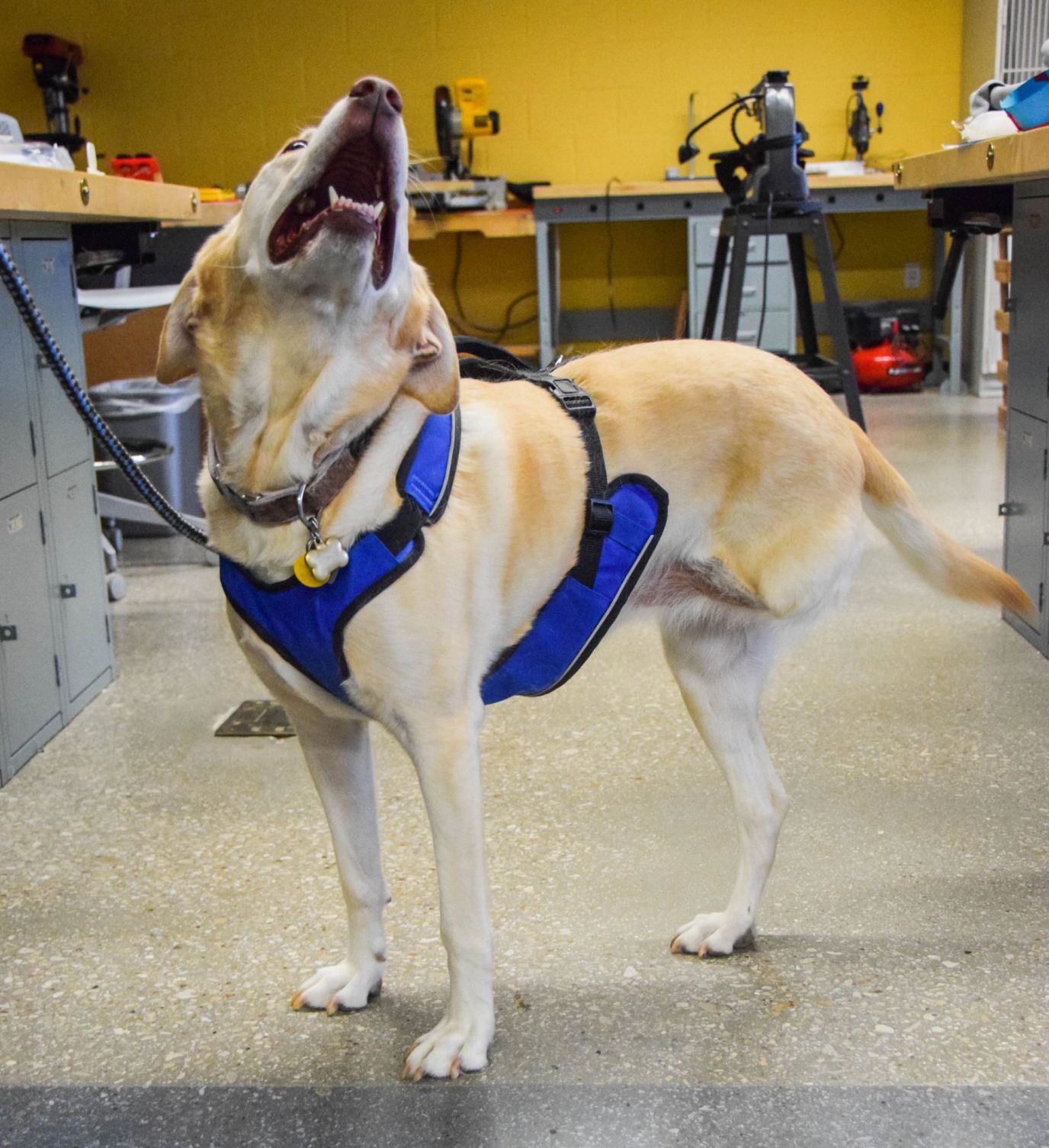 Career Center East Students Test Prosthetics For Dog Amputee News Career Center East Students Test Prosthetics For Dog Amputee News