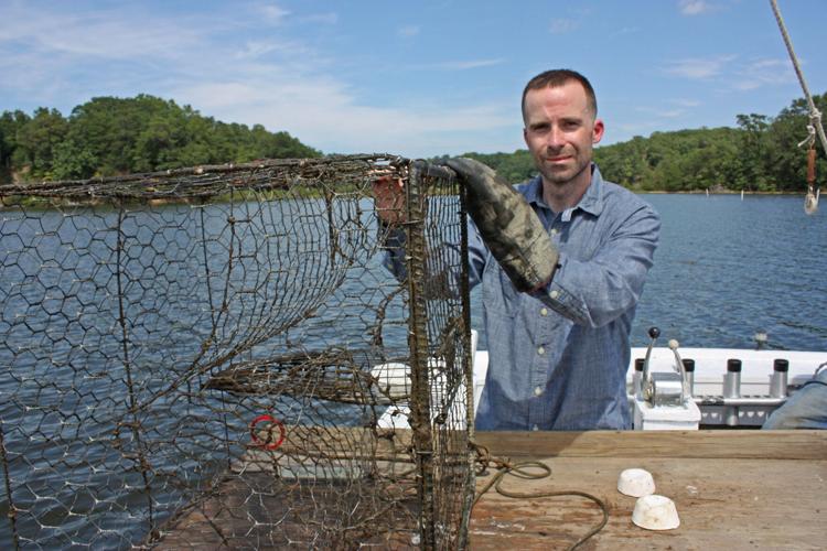 Horseshoe Crabs: The Real Blue Bloods Of The Hamptons, Vulnerable To ...