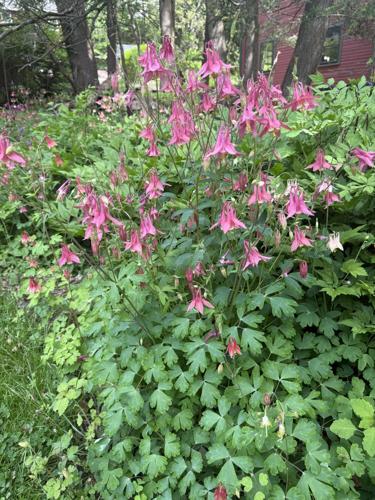 Columbines Take Center Stage in the Early Summer Garden | Columns ...