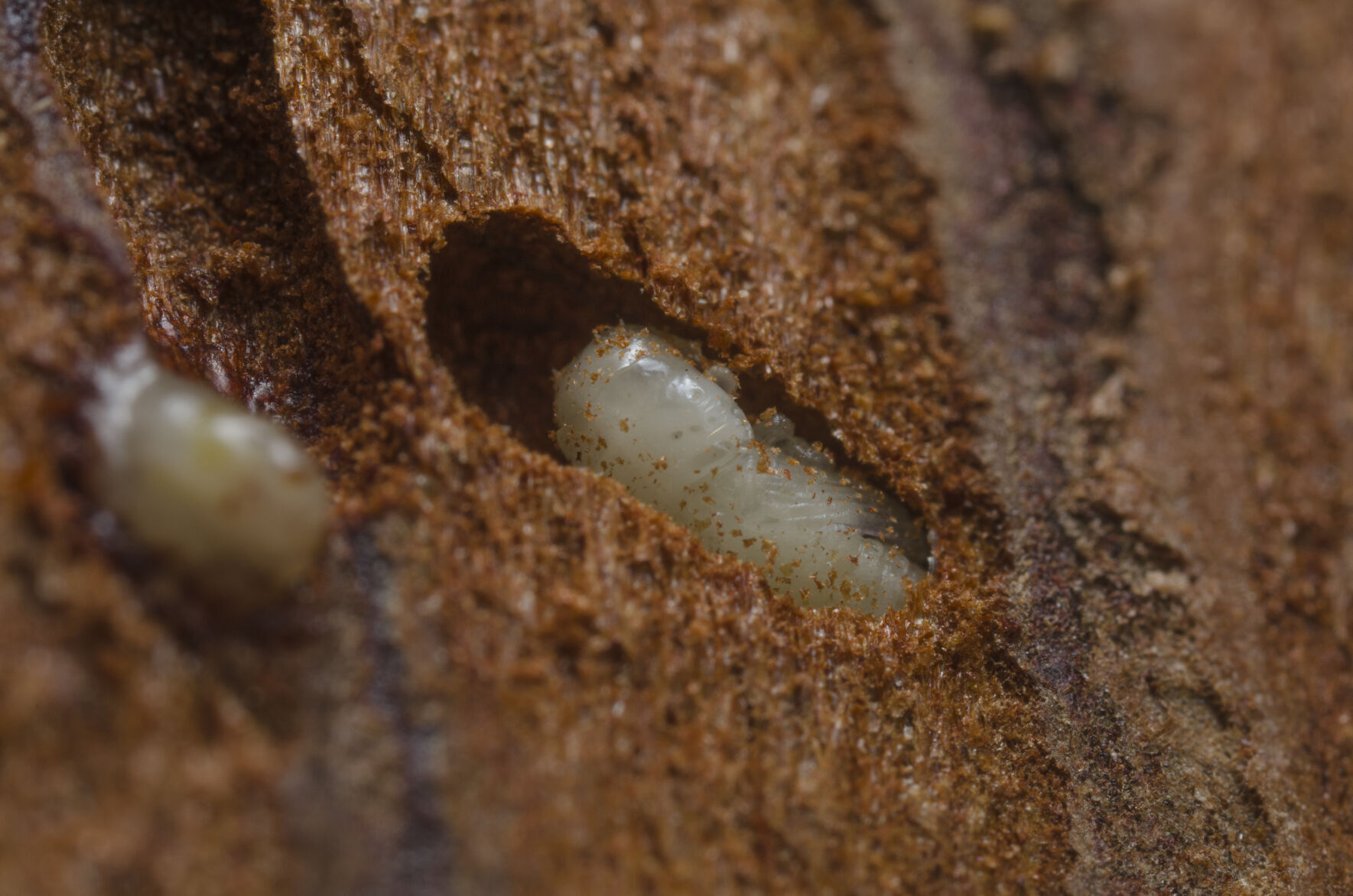 Southern Pine Beetle Will Bounce Back Quickly After Cold Snap ...