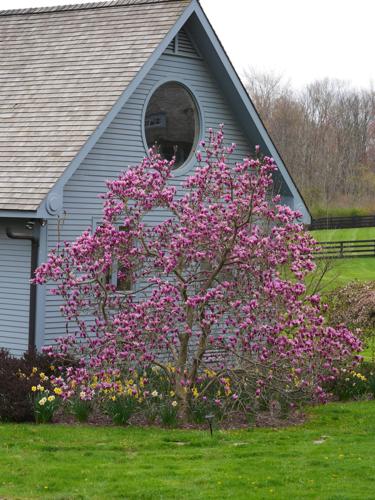 Now's the Time To Choose Spring-Flowering Bulbs To Plant This Fall ...