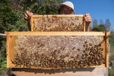 A Win for Bees’ Needs and Mary Woltz | Food & Drink | 27east.com