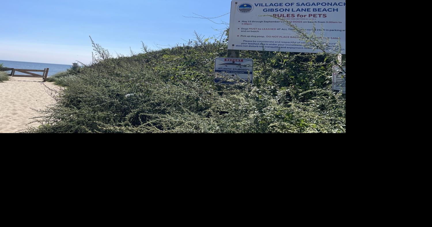 Southampton Town Residents Will Retain Access to Gibson Lane Beach ...