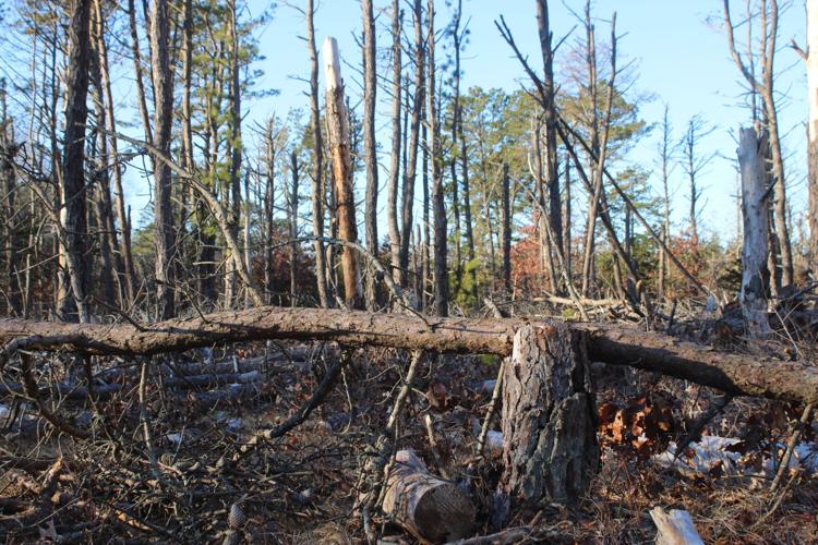Pine Beetle Footprint Prompts Saw Training for East Hampton ...