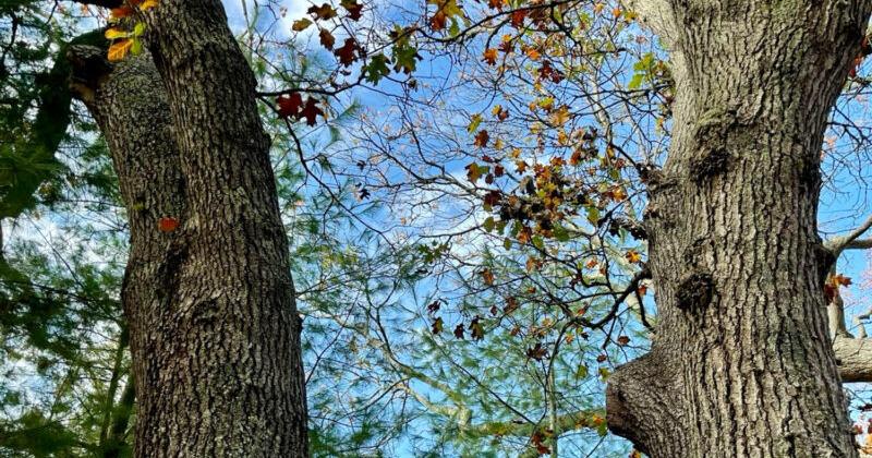 In Praise of Trees | Home & Garden | 27east.com