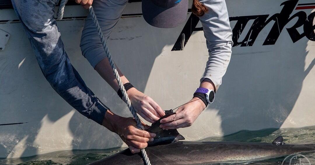 Southern Shark Populations Appearing In Local Waters Could Be Sign Of ...