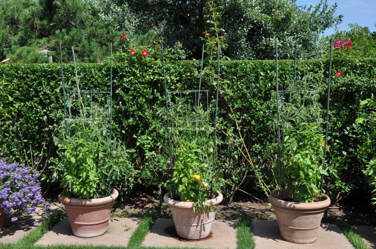 Dig In Now: A Beginner’s Guide To Growing a Successful Vegetable Garden ...