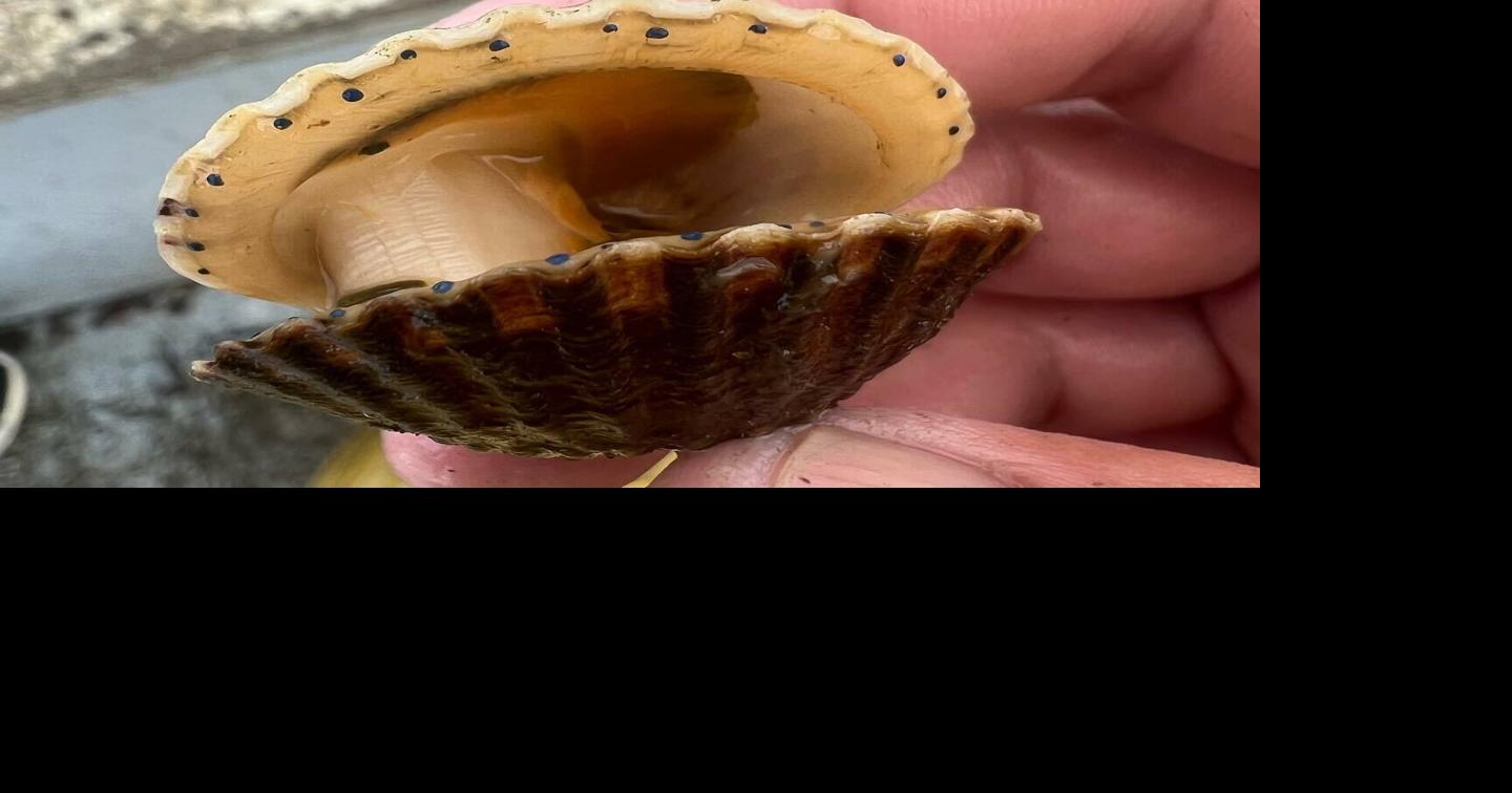 Conscience Point Scallops Seeded to the Sea | Government | 27east.com