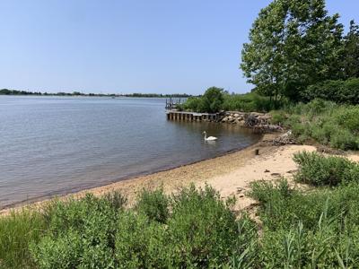 Sag Harbor Homeowner Gets Approval for 'Living Shoreline' | Environment ...