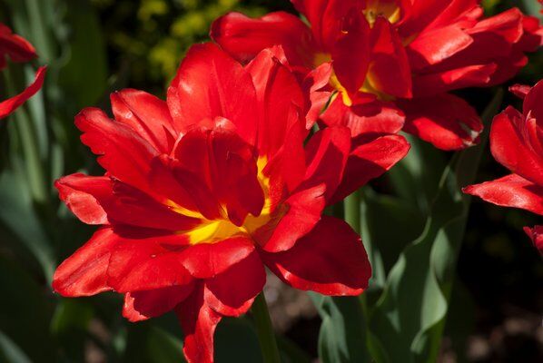 Tulips Offer Great Variety Of Color, Height, Blooming Time | Home ...