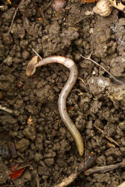 Jumping Worms – A New Invasive Menace | Home & Garden | 27east.com