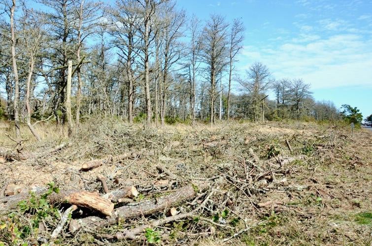 State Removing Thousands of Dead Trees From Along Highway in Napeague ...