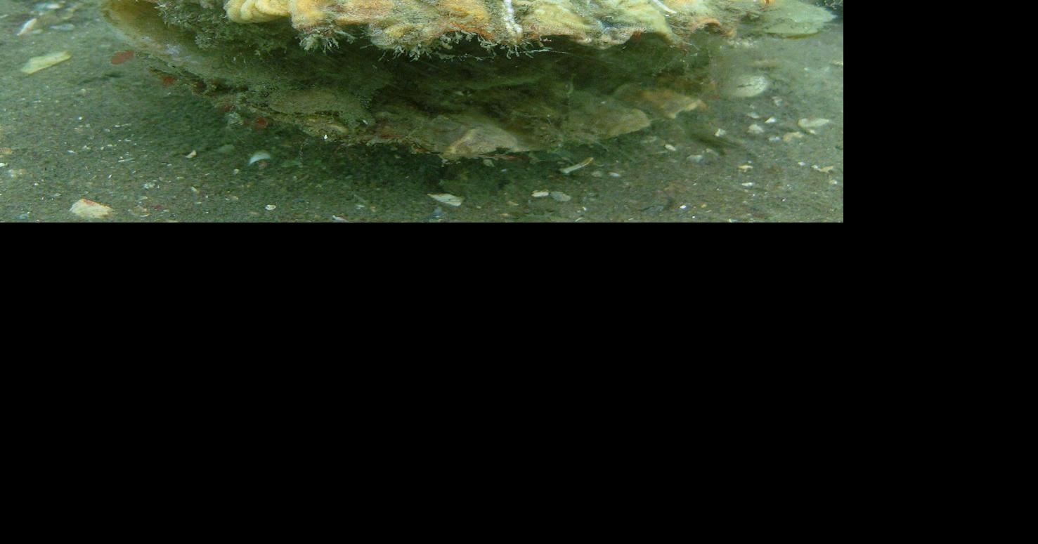 Mysterious Die-Off Of Scallops Seen In Peconics Is Worst Since Infamous ...