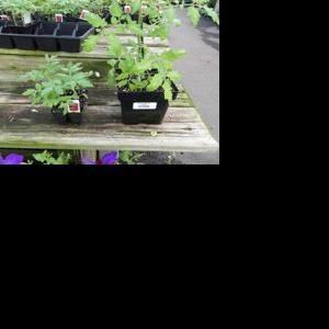 It's Not Too Late To Plant Your Vegetable Garden | Home & Garden ...
