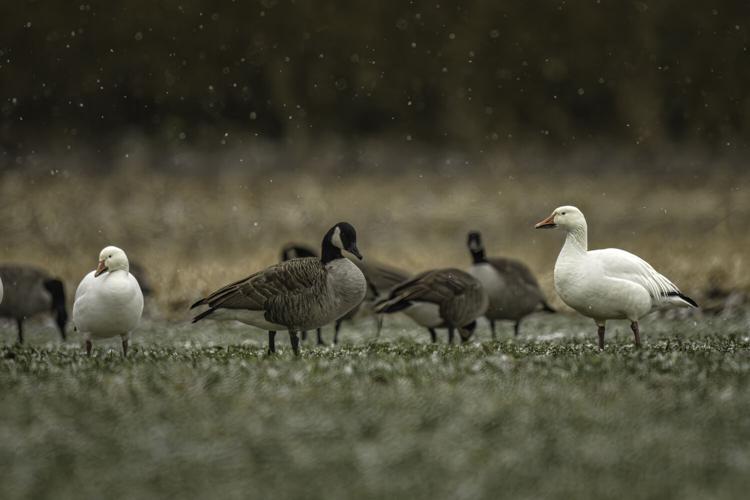 Winter Geese Hanging With the Locals | The East Hampton Press | 27east.com