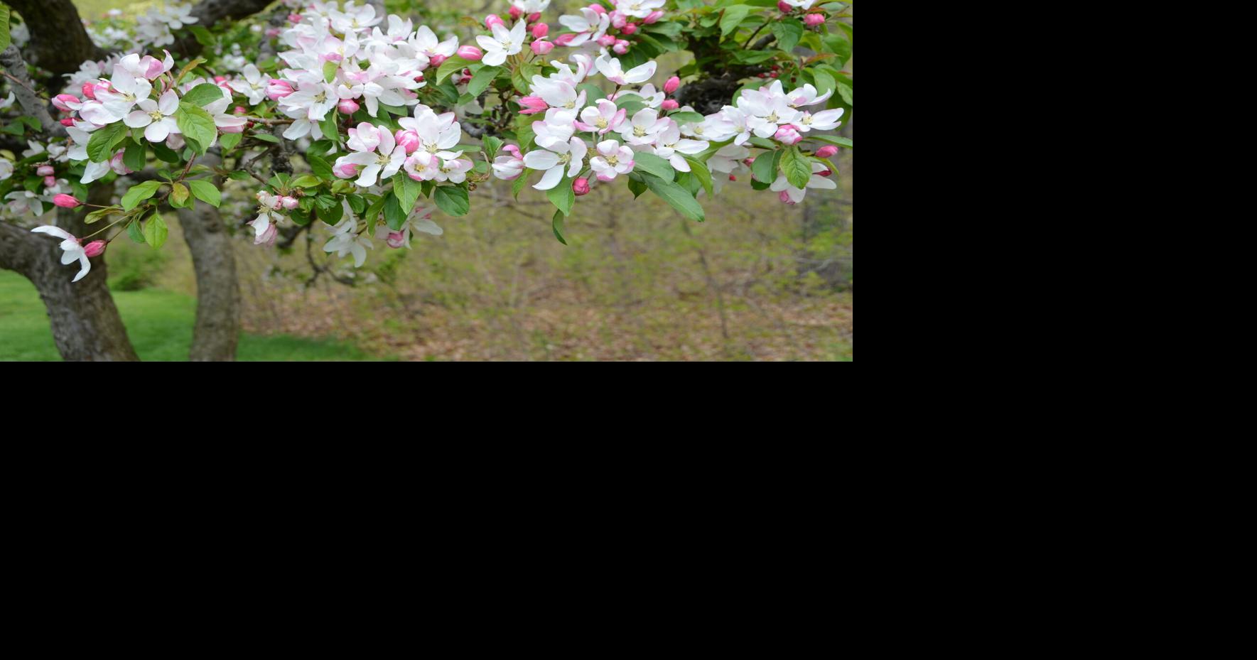 How To Coax Spring Blooms Inside | Columns | 27east.com