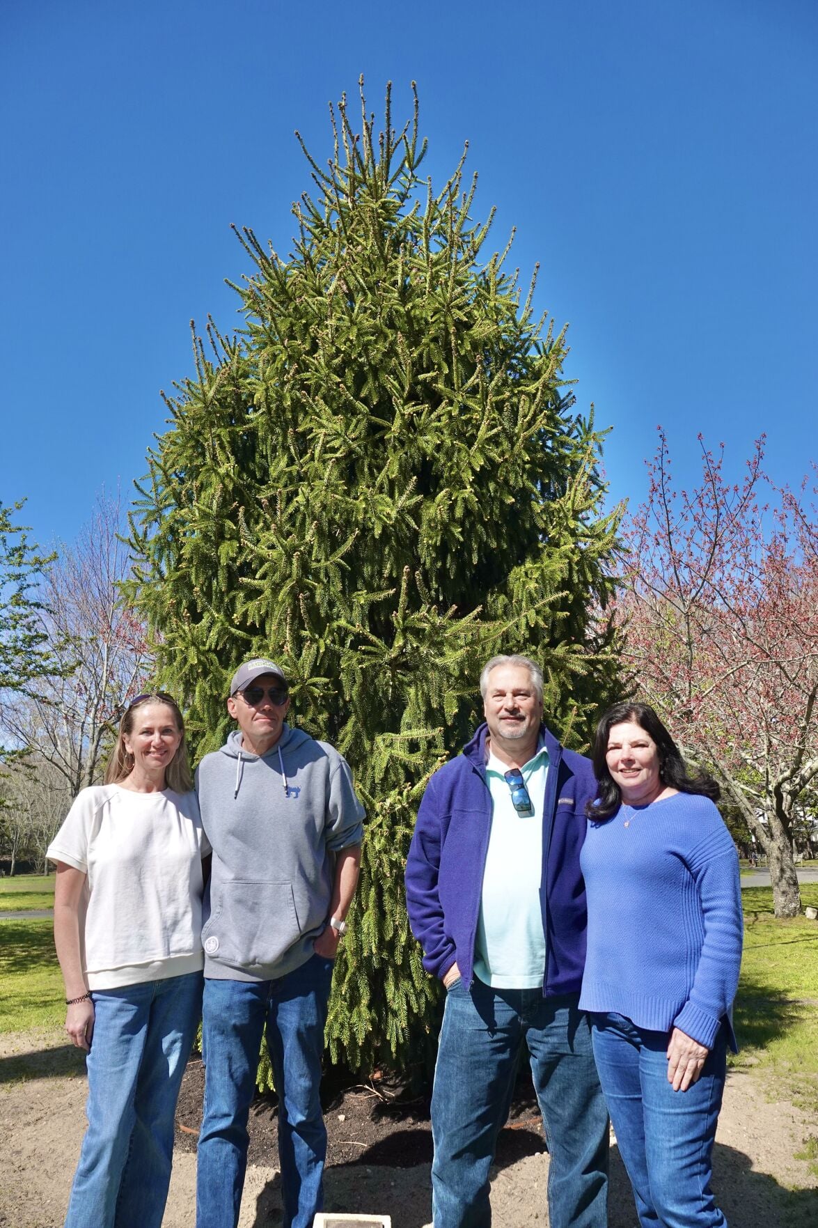 New Christmas Tree for East Quogue Village Green Thanks to Donation and ...