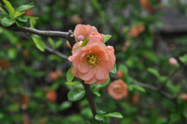 How To Coax Spring Blooms Inside | Columns | 27east.com