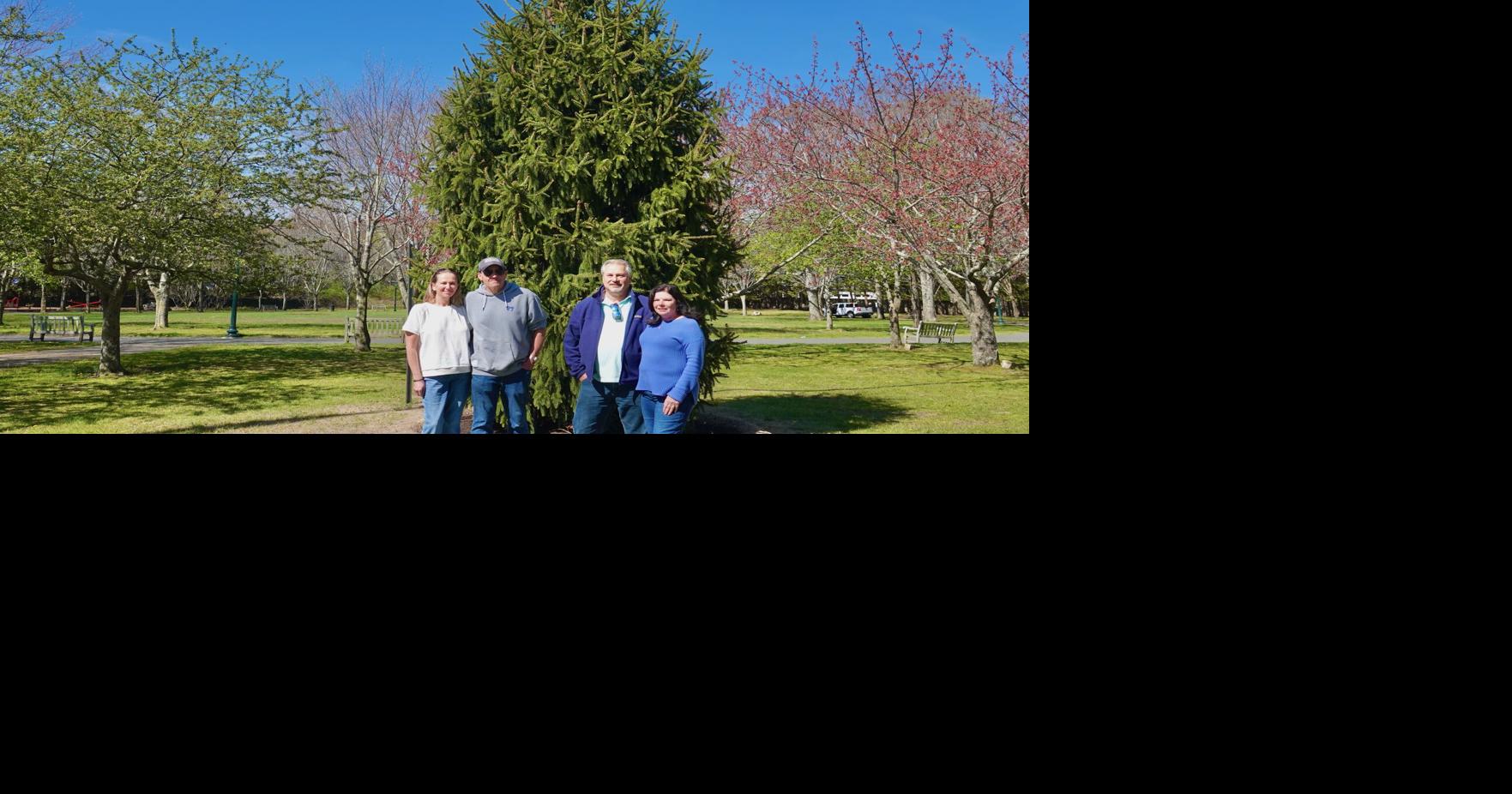 New Christmas Tree for East Quogue Village Green Thanks to Donation and ...