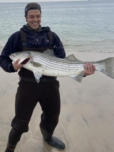 Striper Disaster in Chesapeake; New Rules Will Be Debated This Winter ...