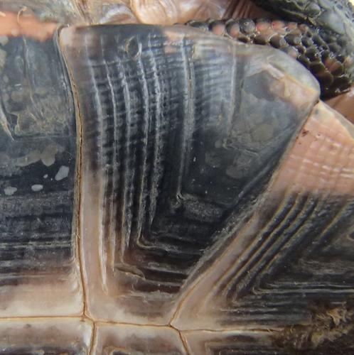 Once Long Island’s Most Common Turtle | The East Hampton Press | 27east.com