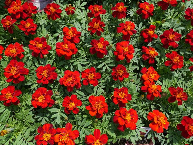 The History of Marigolds | Home & Garden | 27east.com