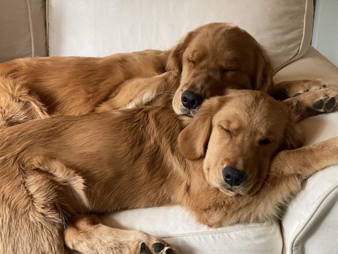 Visiting Santa at Fowler's Is a Tradition for This Golden Pair ...