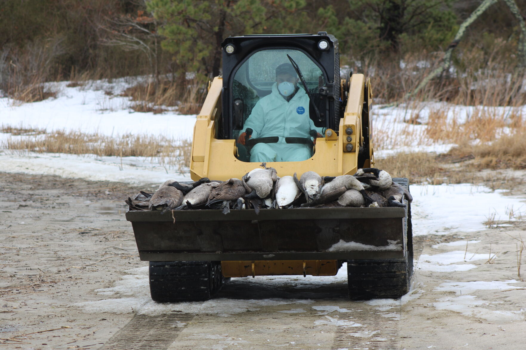 Cleanup at Georgica Pond Reveals 700-Plus Dead Geese | Environment ...