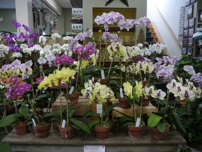 Selecting Orchids For Long-Lasting Blooms | Home & Garden | 27east.com