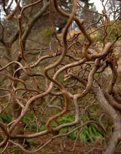 tree with twisted branches and leaves
