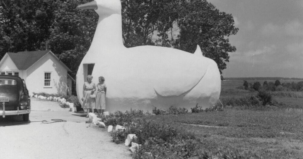 duck building