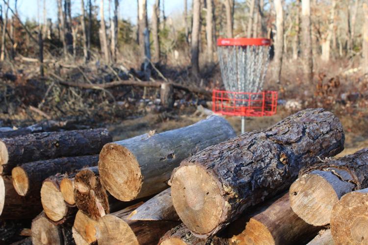 Pine Beetle Footprint Prompts Saw Training for East Hampton ...