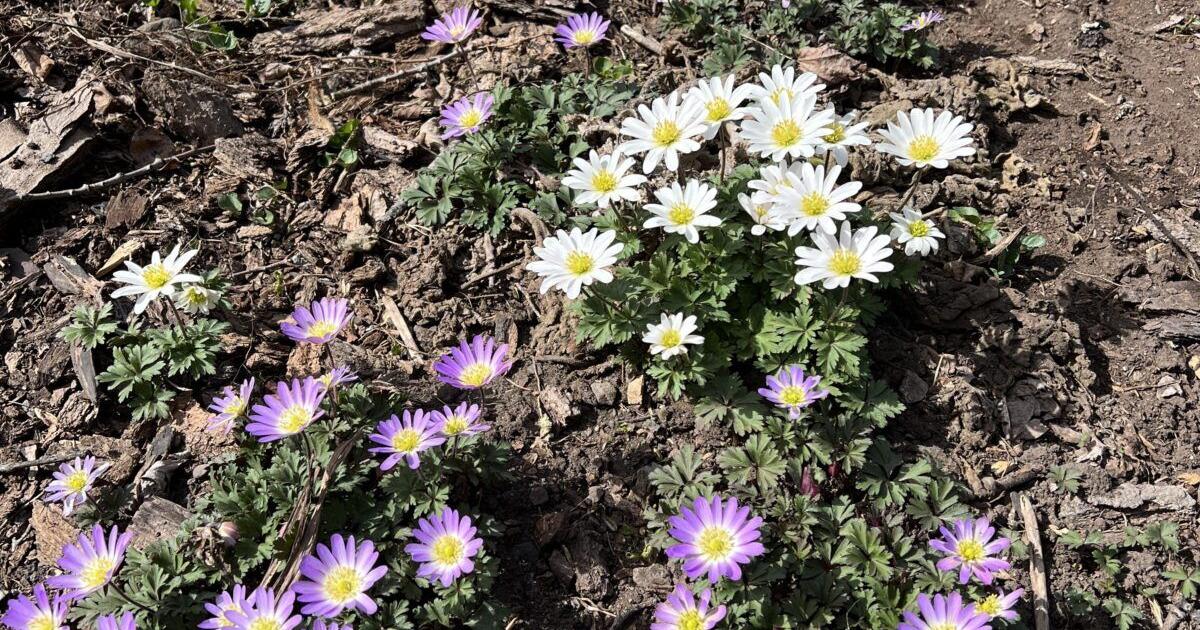 Now's the Time To Choose Spring-Flowering Bulbs To Plant This Fall ...