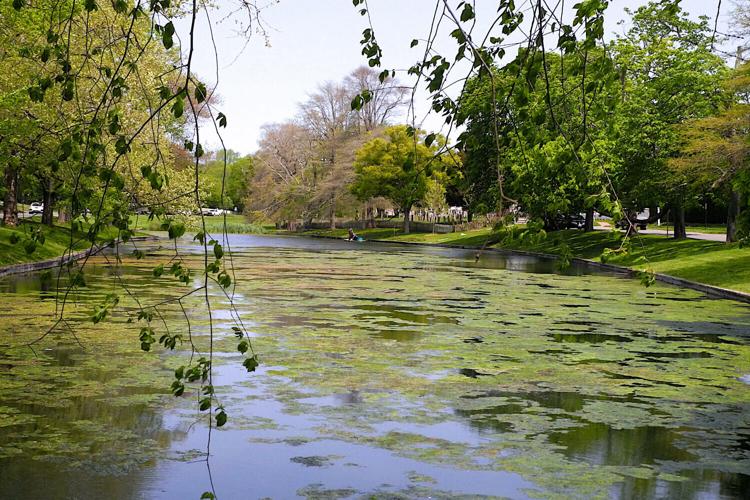 Return of Algae Blooms on East Hampton Town Pond Vexes Village ...