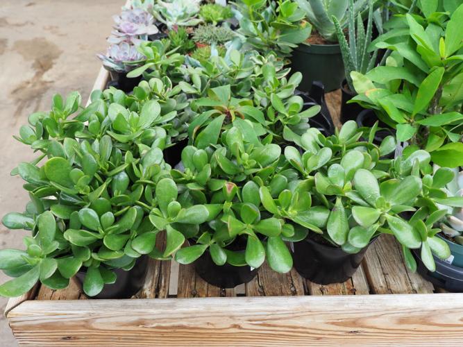 Succulents That Thrive on Neglect — Mostly | Home & Garden | 27east.com