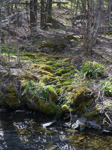 No Rolling Stones Here: Gardening With Moss | Home & Garden | 27east.com