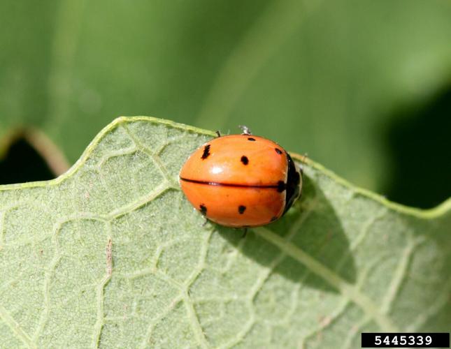 Rethinking How Ladybugs From Elsewhere Are Regarded | Home & Garden ...