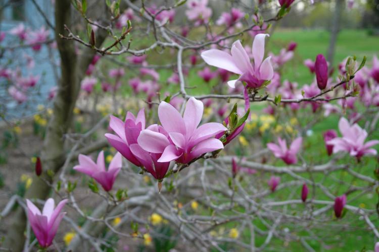 How To Coax Spring Blooms Inside | Columns | 27east.com