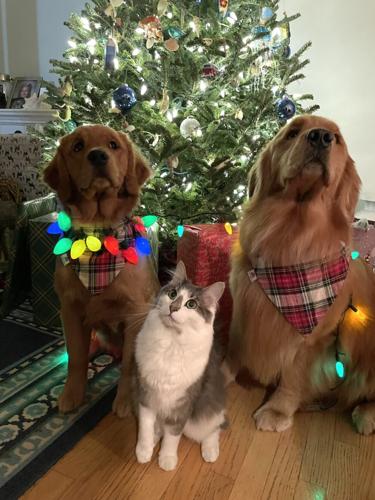 Visiting Santa at Fowler's Is a Tradition for This Golden Pair ...