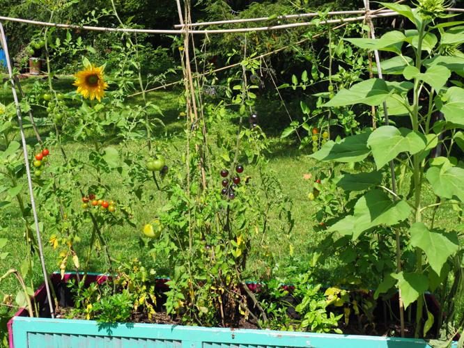 Dig In Now: A Beginner’s Guide To Growing a Successful Vegetable Garden ...