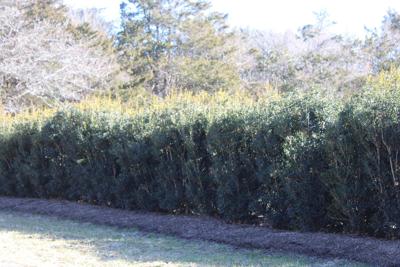 East Hampton Hedges on Enforcement of Decades-Old Easement in Further ...