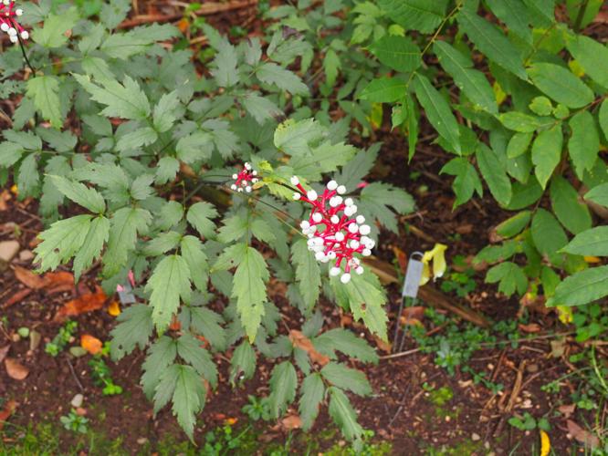 Nontraditional, but Horticultural, Garden Design | Home & Garden ...