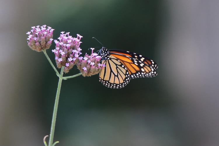 Butterflies Are Booming On The East End | The East Hampton Press ...