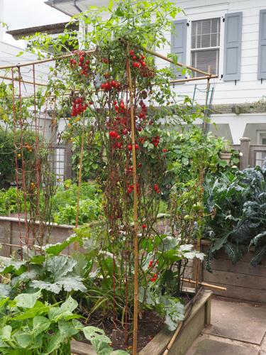 Dig In Now: A Beginner’s Guide To Growing a Successful Vegetable Garden ...