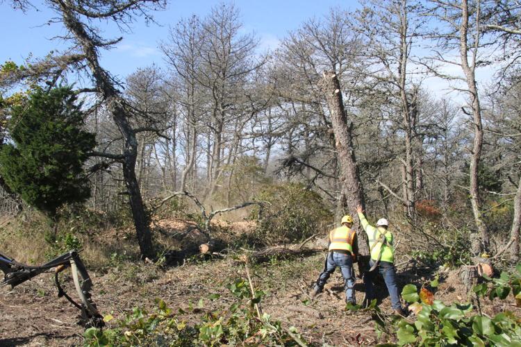 State Removing Thousands of Dead Trees From Along Highway in Napeague ...