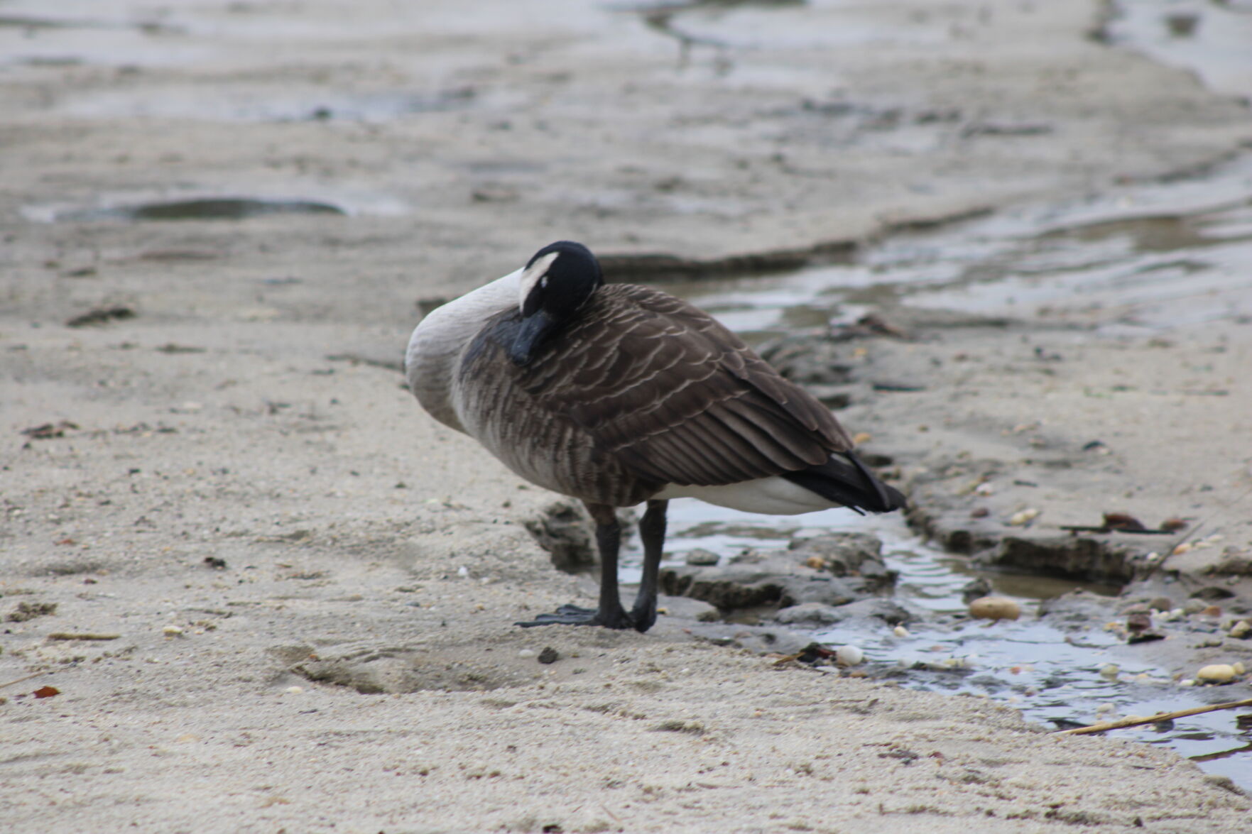 Cleanup at Georgica Pond Reveals 700-Plus Dead Geese | Environment ...