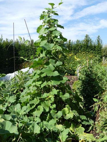 Dig In Now: A Beginner’s Guide To Growing a Successful Vegetable Garden ...