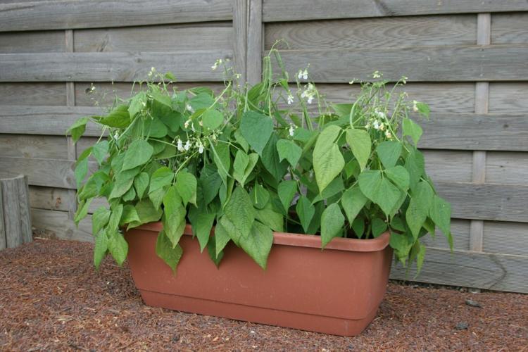 A Great Variety Of Beans Can Be Grown On Long Island | Home & Garden ...